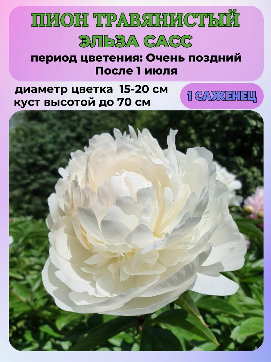 Пион травянистый Эльза Сасс, корень 1 штука