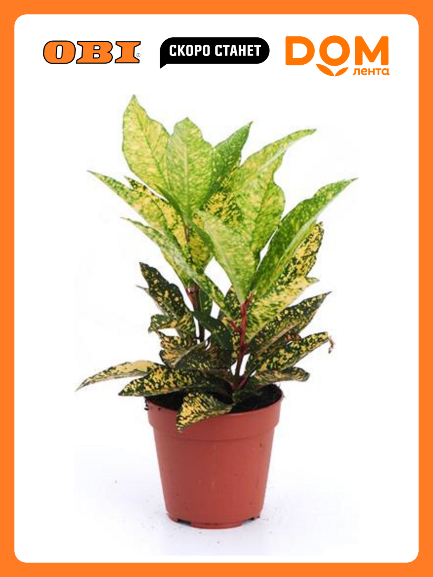 Растение Кодиеум Варигатум Голд Сан, декоративно-лиственное, высота 20 см, горшок D9
