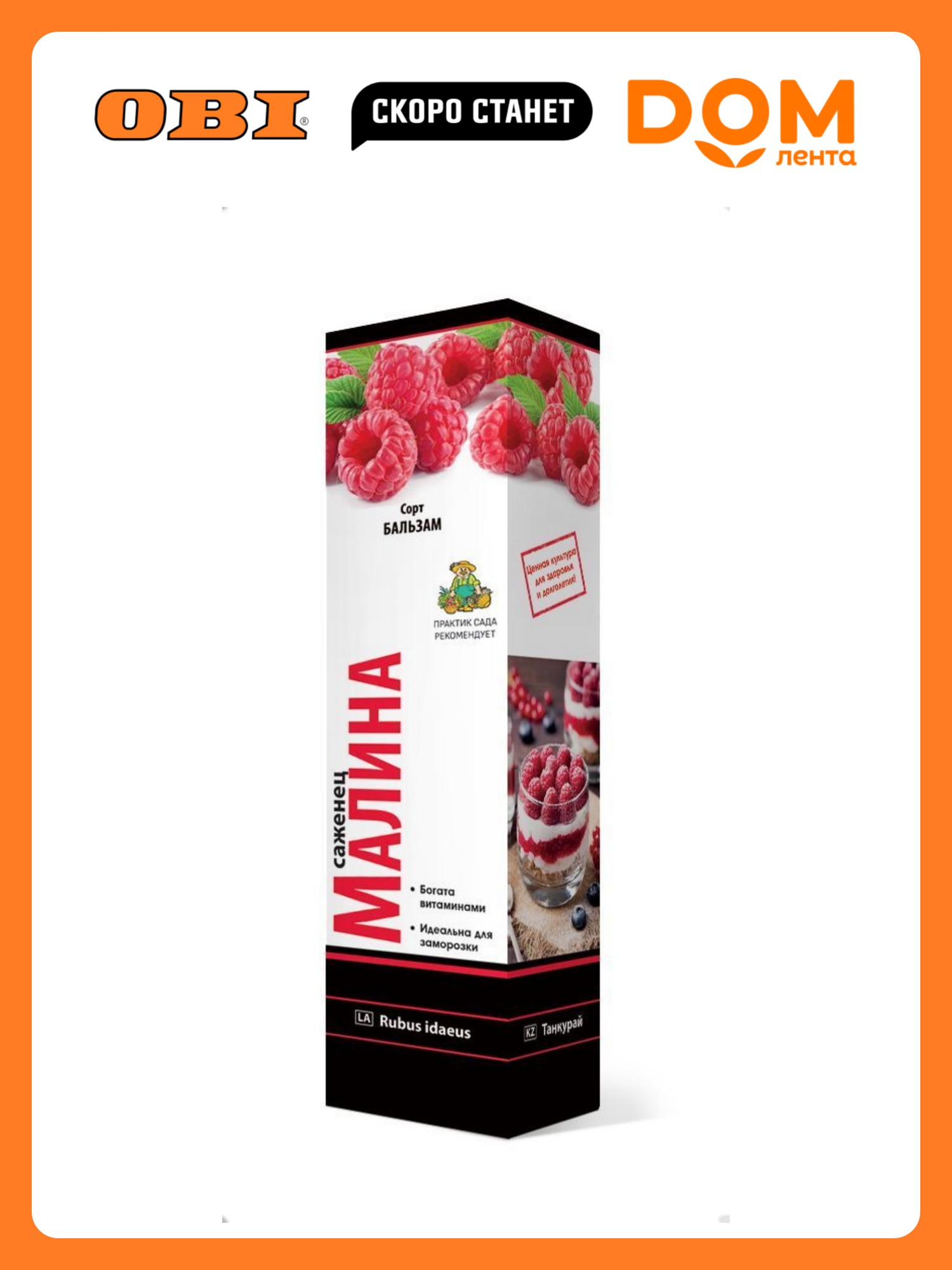 Саженец Малина Бальзам С1 Н37