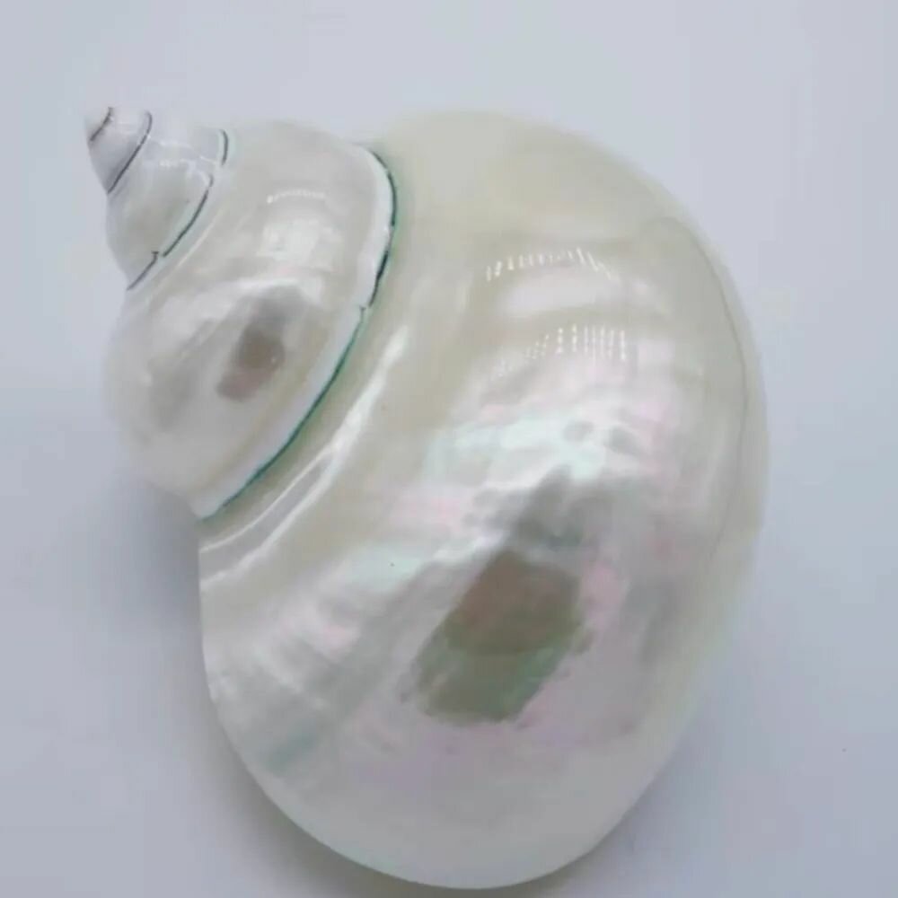 Ракушка морская, натуральная Турбо Перламутровая