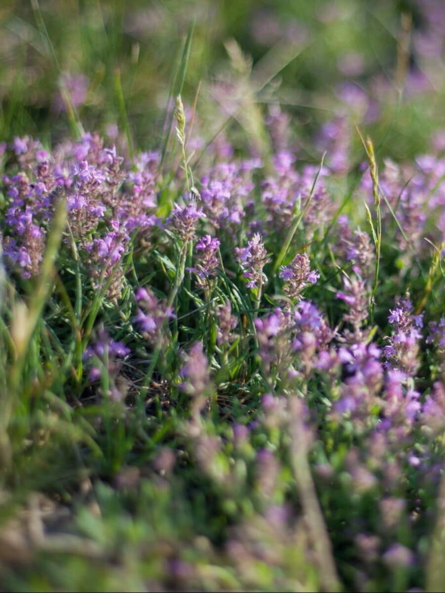 Семена Тимьян обыкновенный (Thymus vulgaris), 40 штук