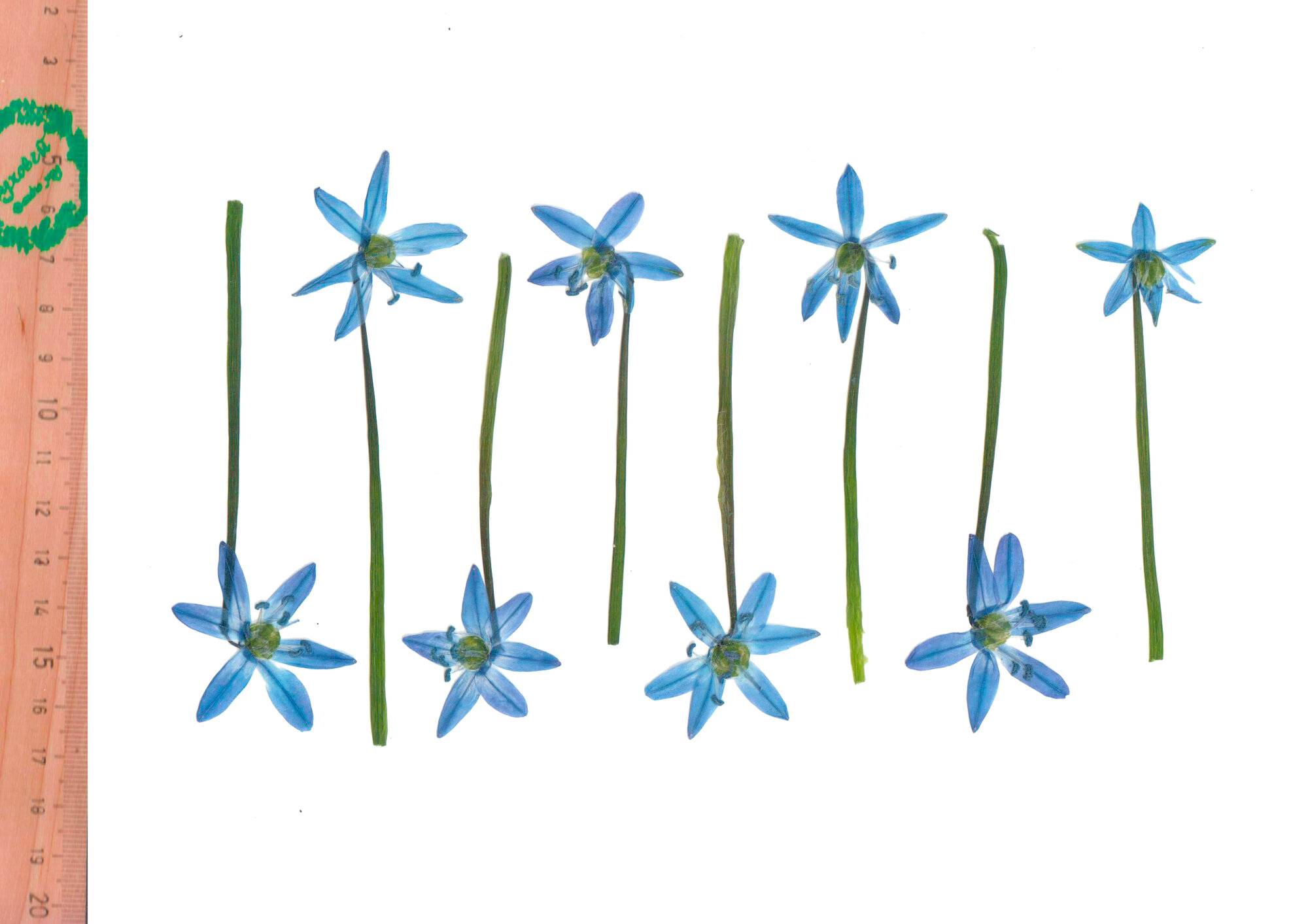 Плоские сухоцветы - Пролеска сибирская со стеблем для заливки смолой и рукоделия, 8 шт