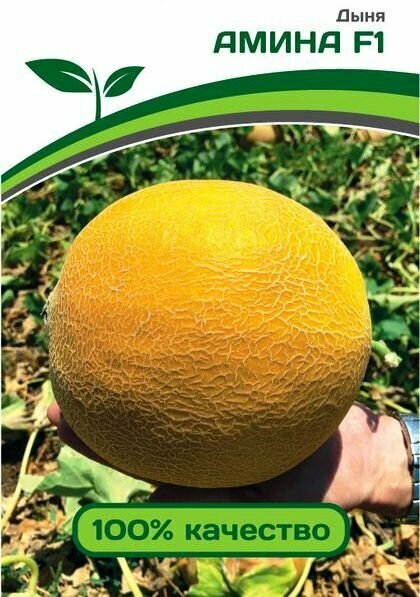 Семена растения дыня амина f1