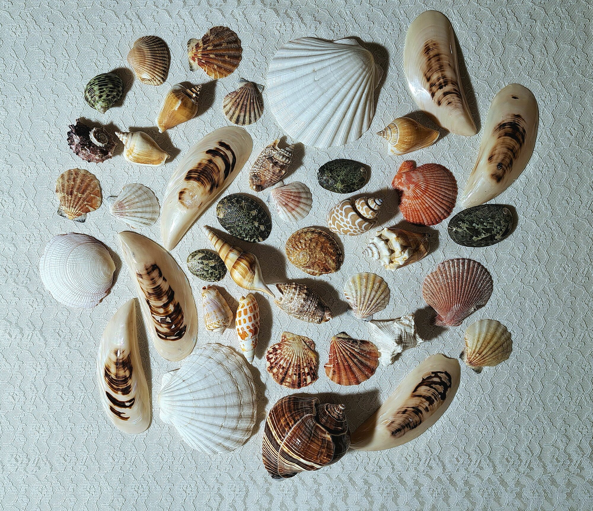 Набор ракушек 40 штук микс