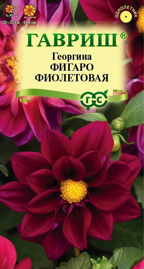 Цена за 10 пачек! Семена Георгина Фигаро фиолетовая 7шт Одн негранул. 30см (Гавриш)