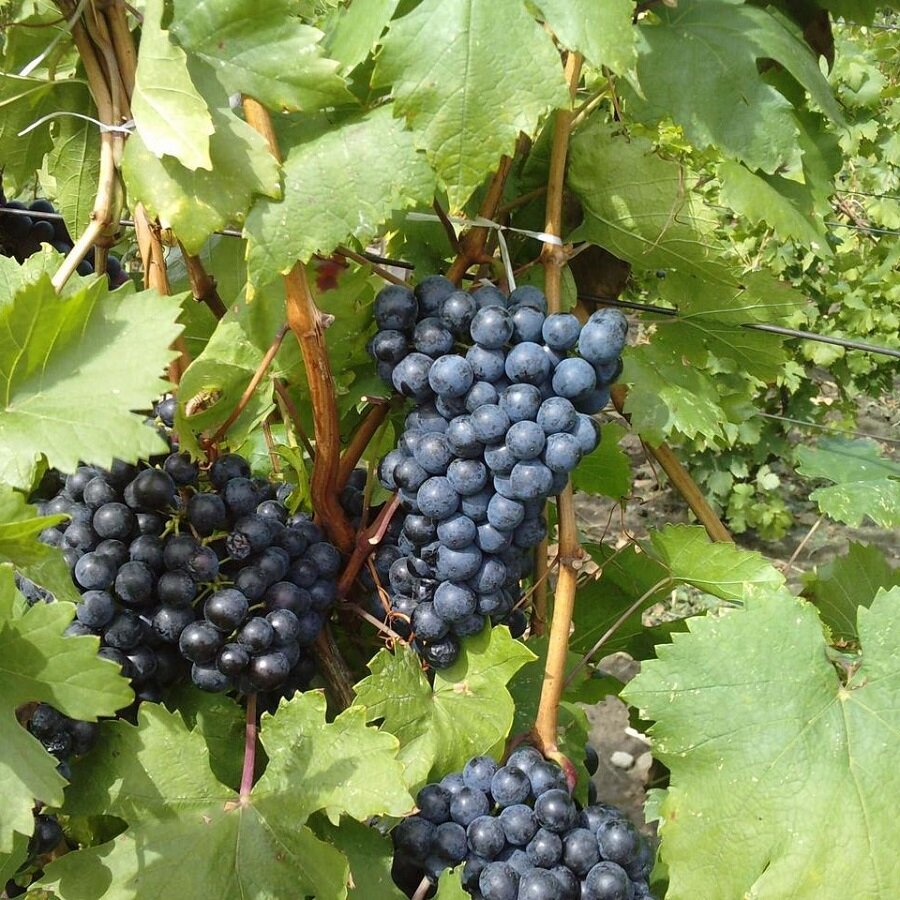 Семена Deodar SEEDS COMPANY Виноград Молдова 10 шт.