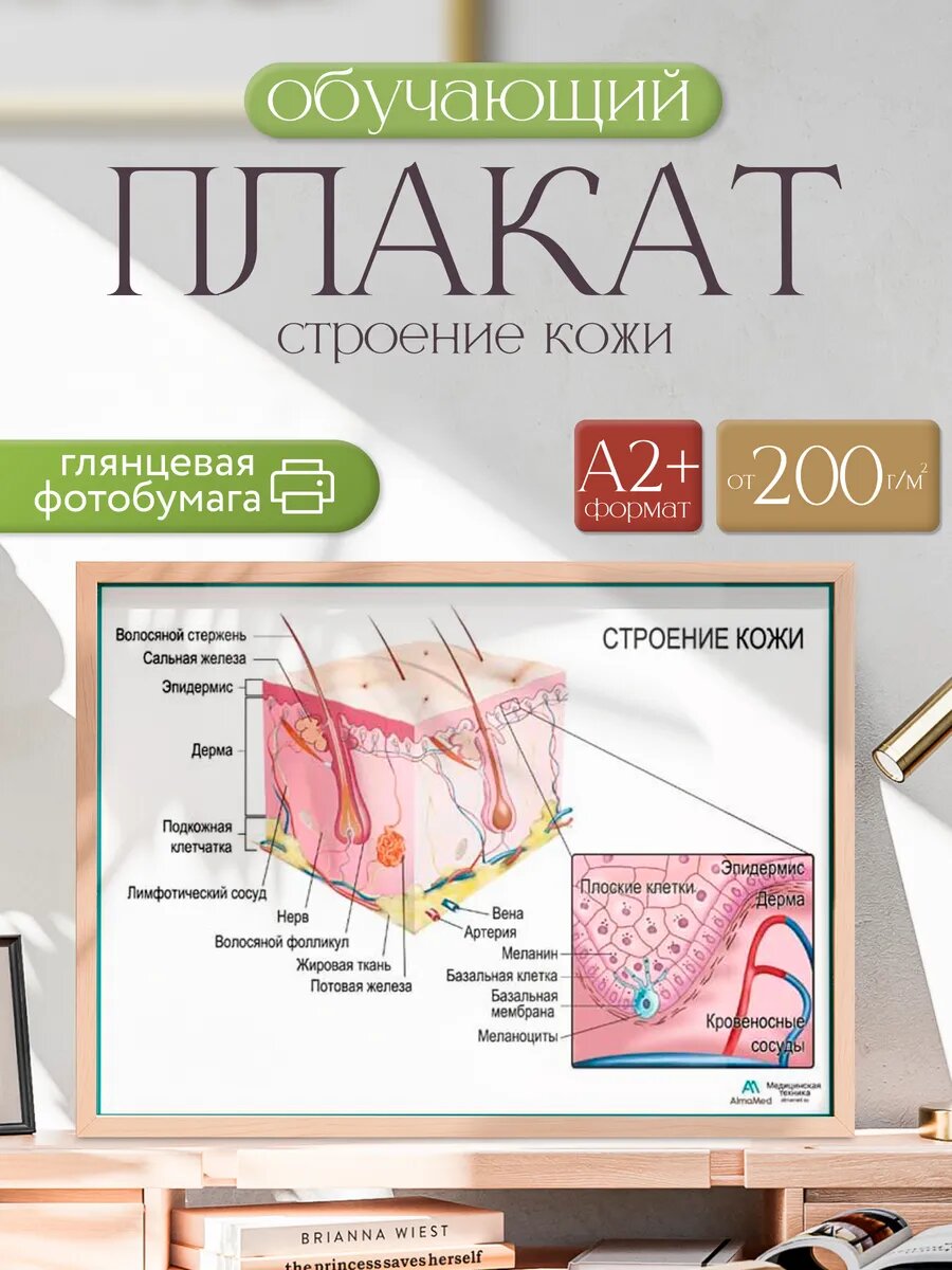 Строение кожи, плакат глянцевый глянцевая фотобумага от 200 г/кв. м, размер A2+