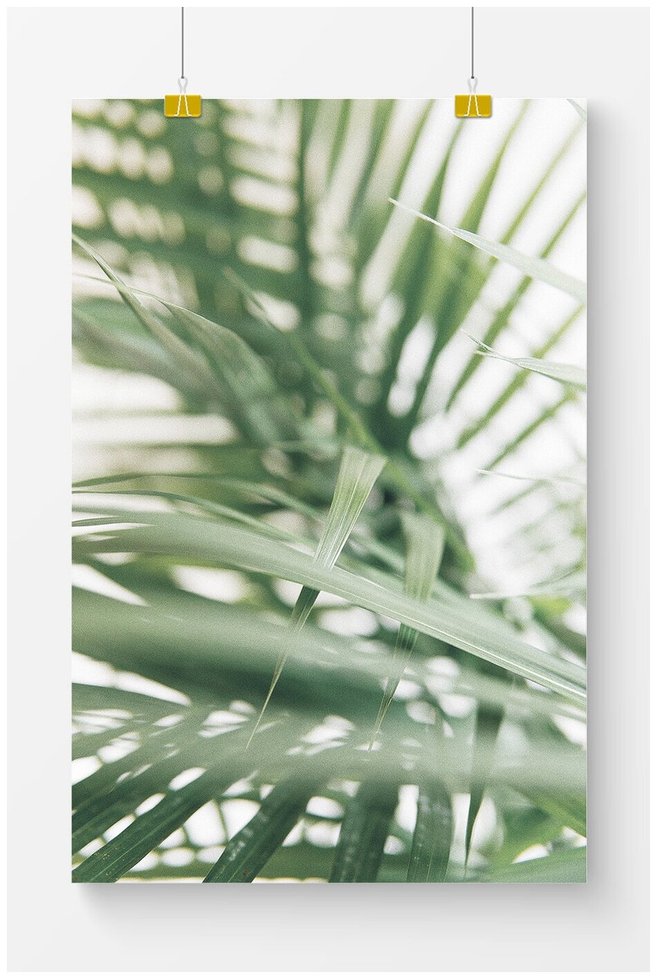 Постер для интерьера Postermarkt Ветки пальмы, 70х100 см, в тубусе
