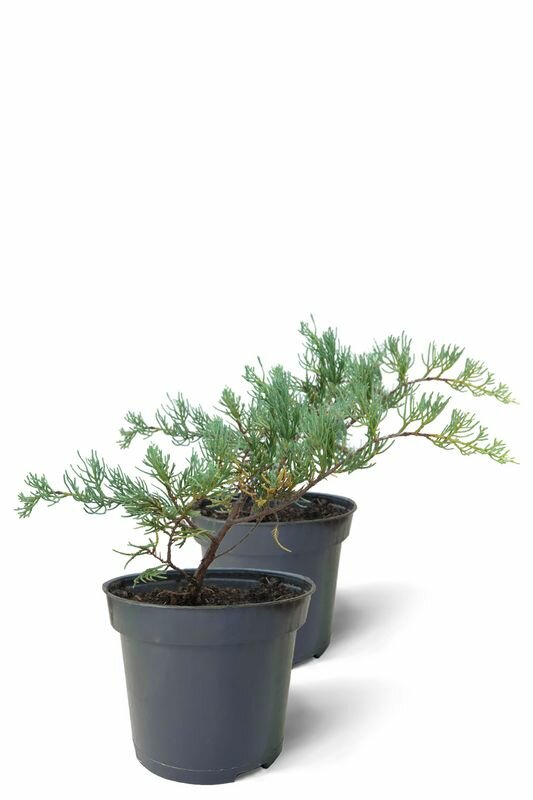 Можжевельник саженец, вереск куст саженец