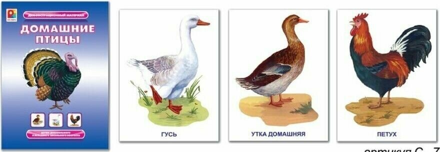 Радуга Материал Домашние птицы