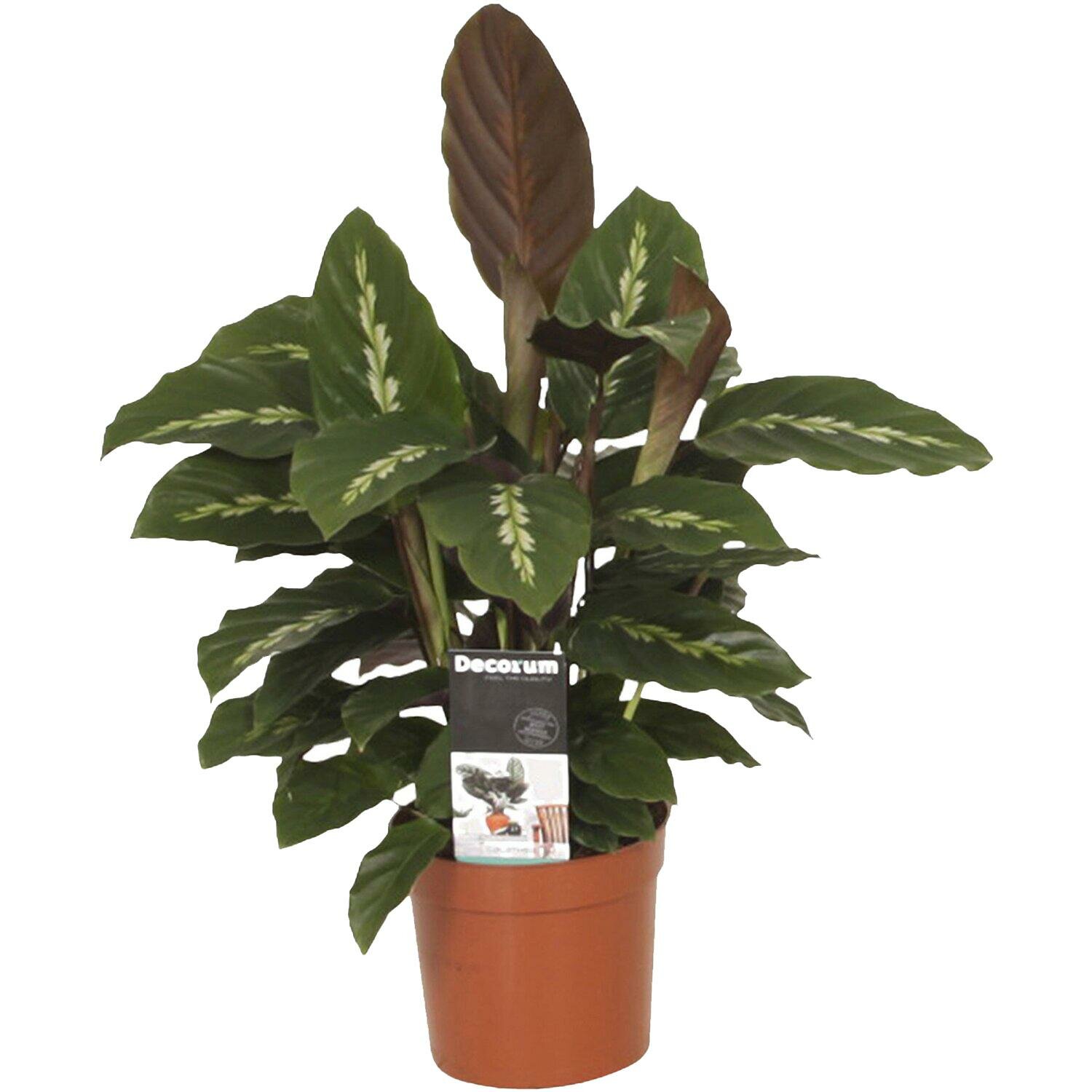 Калатея Мауи Куин - Calathea Maui queen D14 H45