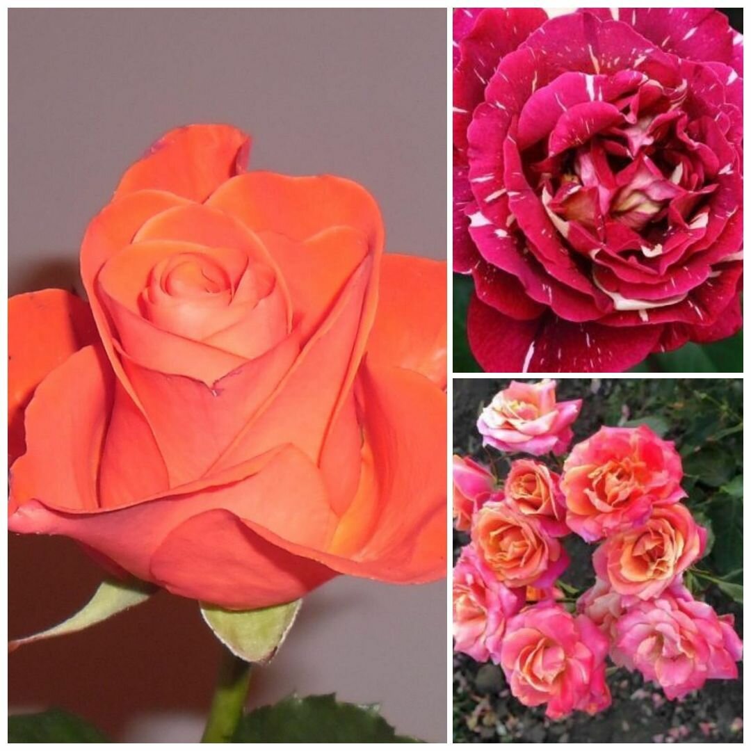 Комплект чайно-гибридных роз Спящая Венера 3 шт