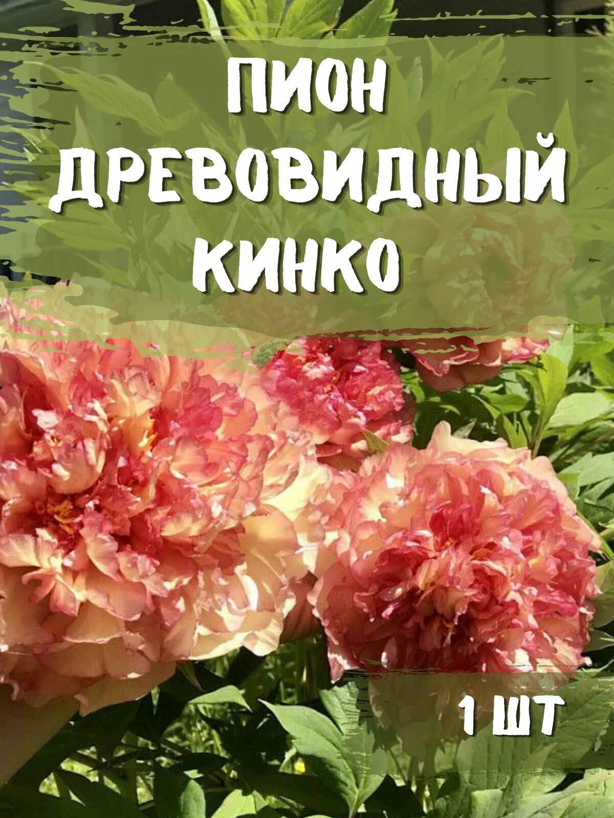 Пион древовидный кинко 1шт