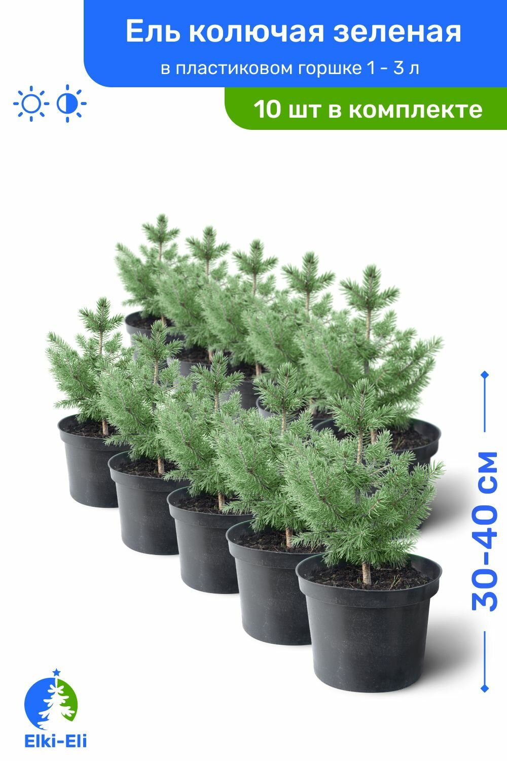 Ель колючая зелёная 30-40 см в пластиковом горшке 1-3 л, саженец, хвойное живое растение, комплект из 10 шт