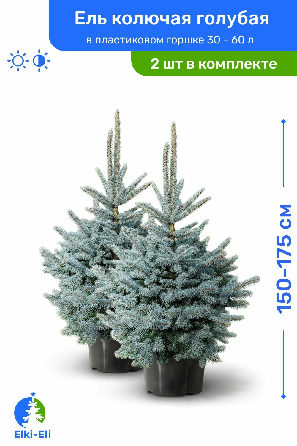 Ель колючая голубая 150-175 см в пластиковом горшке 30-60 л, саженец, хвойное живое растение, комплект из 2 шт