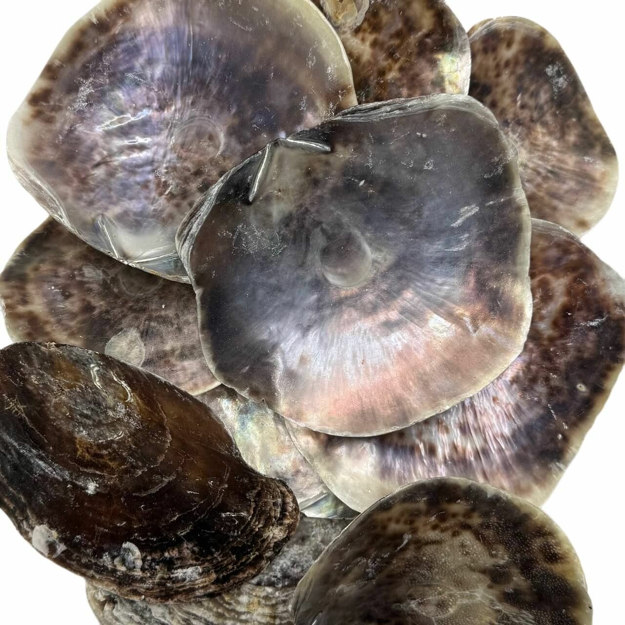 Натуральная морская ракушка Плакуна епхиум - 500 грамм