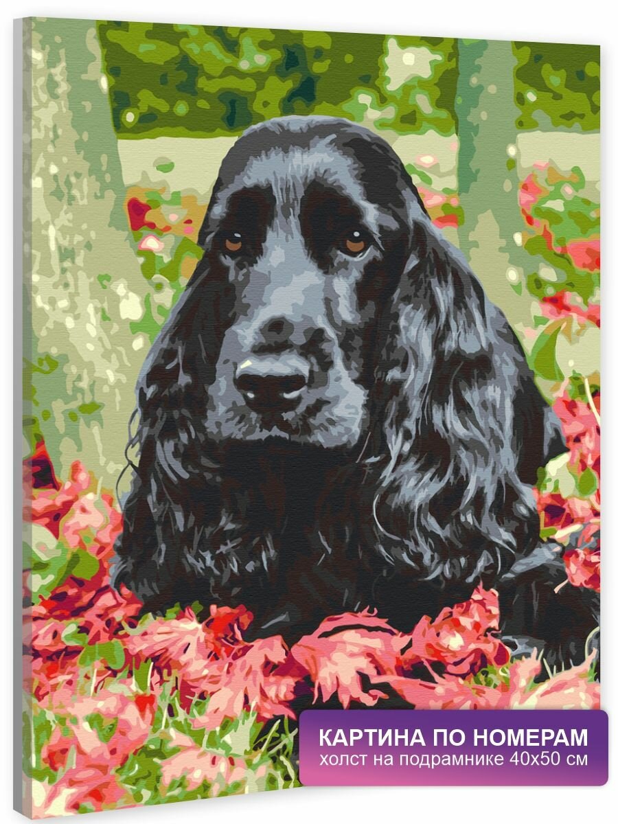 Картина по номерам на холсте с подрамником 40х50 см. Природа, животные, рыбы, птицы. Собаки, щенки. "Спаниель ", арт. 4479/