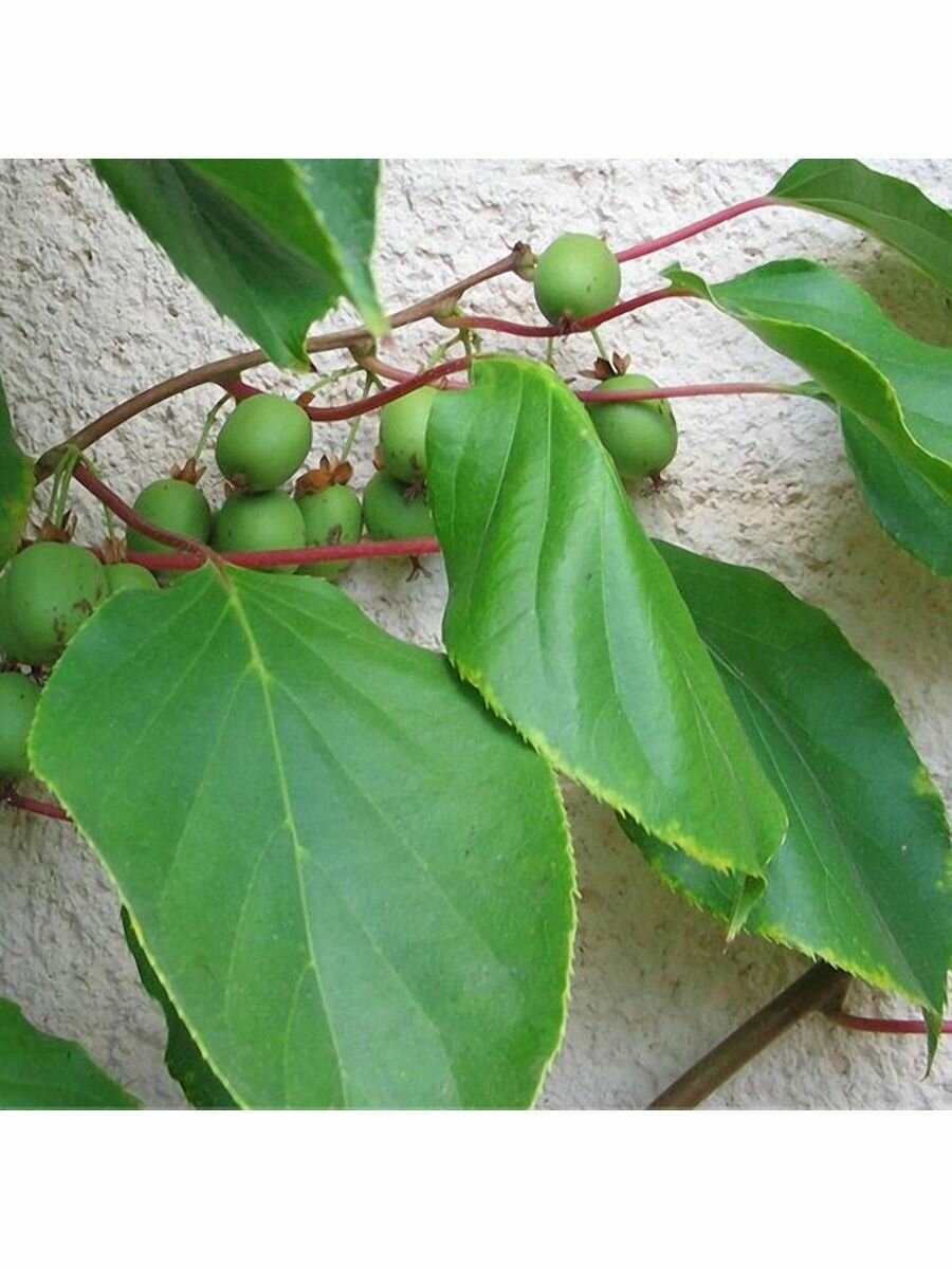 Мини киви - Семена