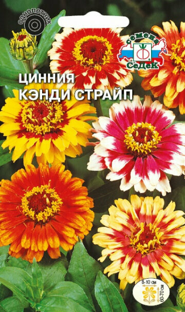 Цинния Канди страйп хризантемовидная, смесь со штрихами 0,5г. (Седек)