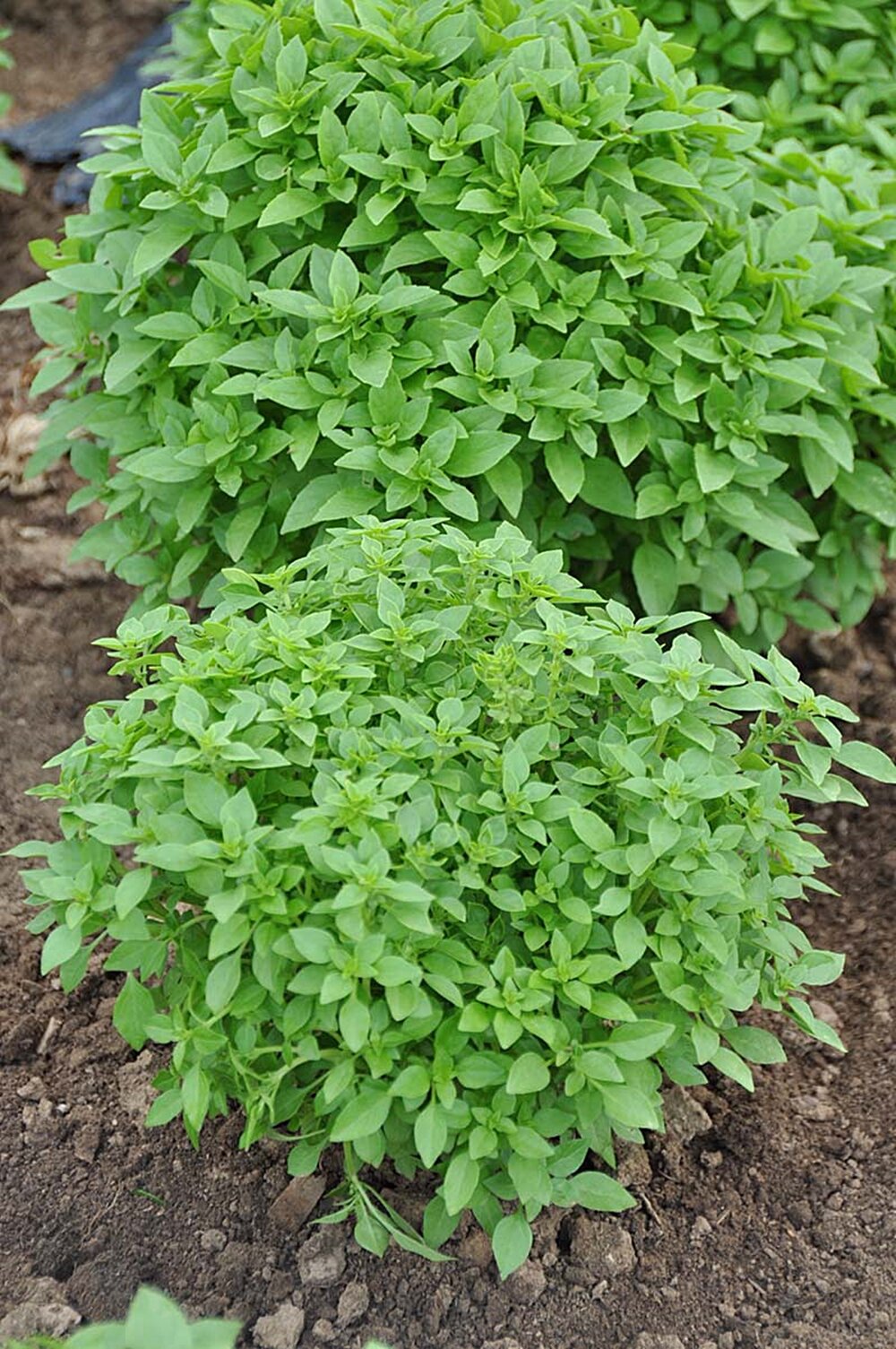 Базилик Шалун 0,1гр. Четыре лета (Поиск)