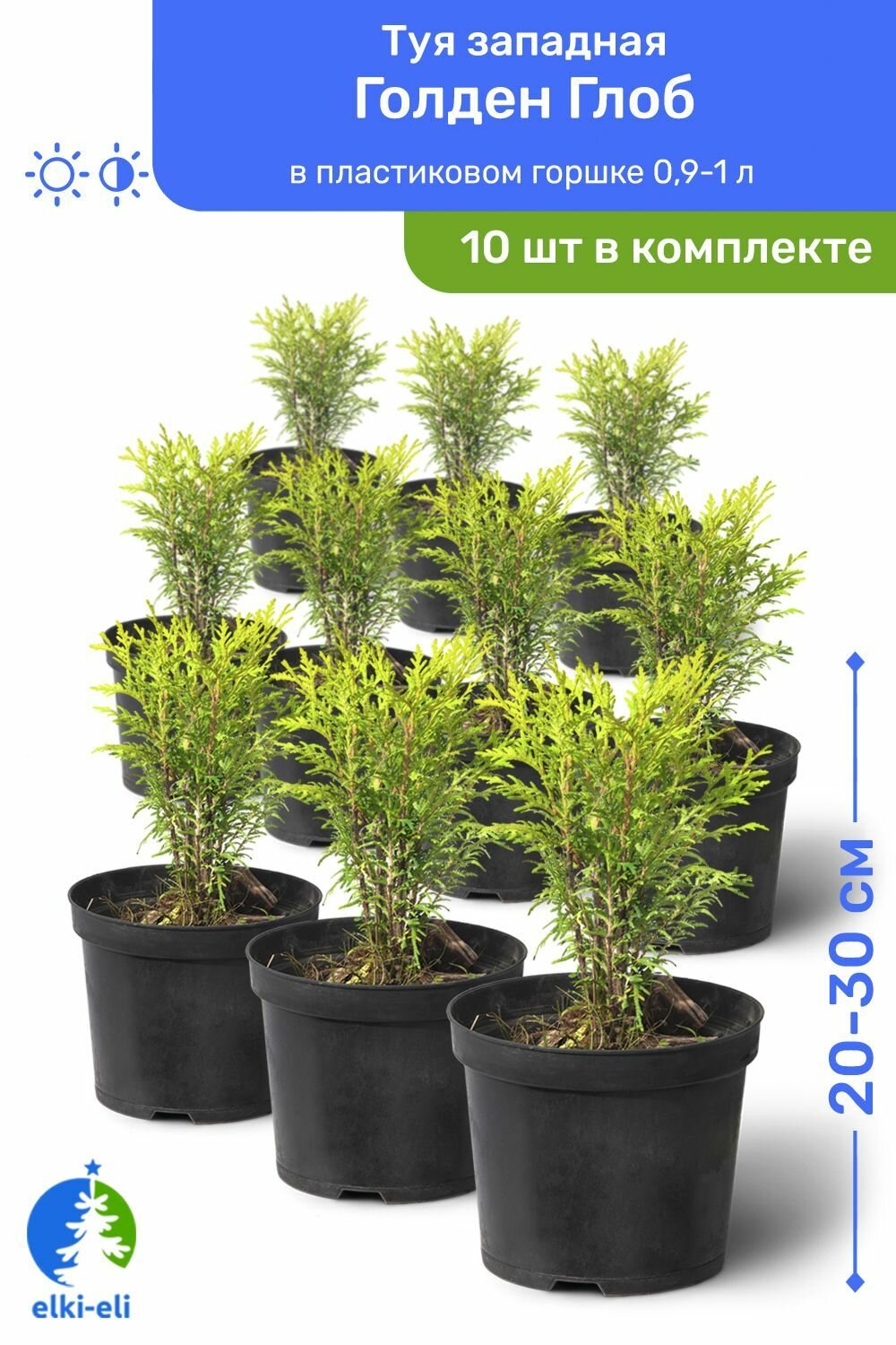 Туя западная Голден Глоб 20-30 см в пластиковом горшке 0,9-1 л, саженец, хвойное живое растение, комплект из 10 шт