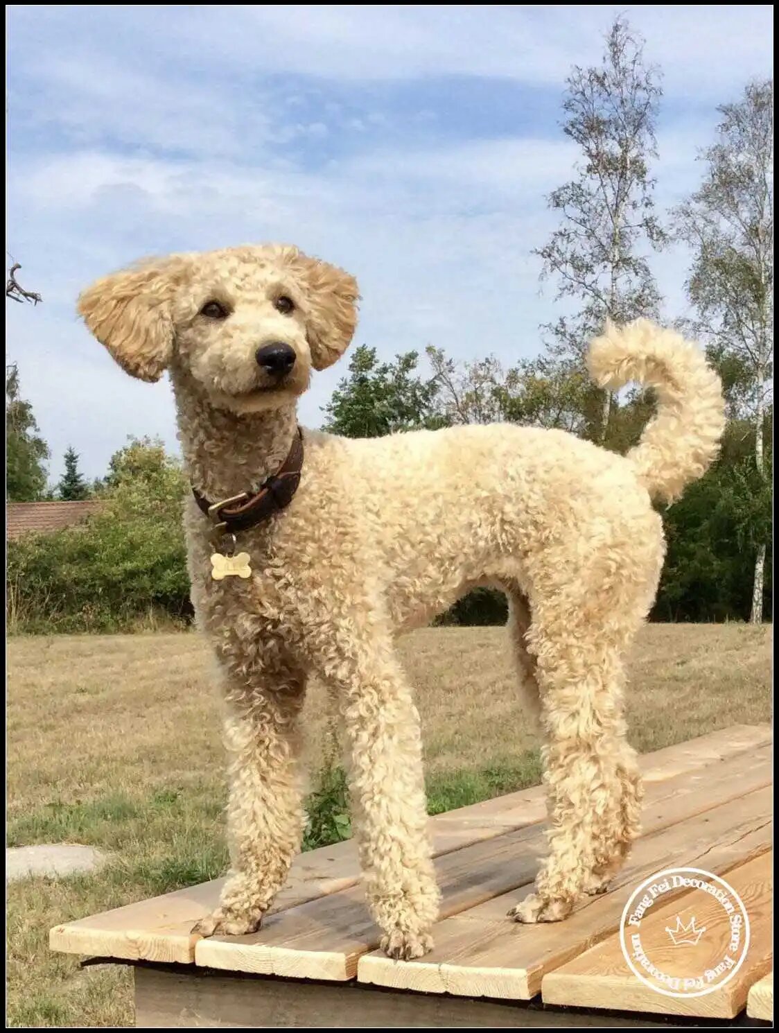 Алмазная мозаика на подрамнике "Домашняя собака Пудель" круглые бриллианты 40х50см