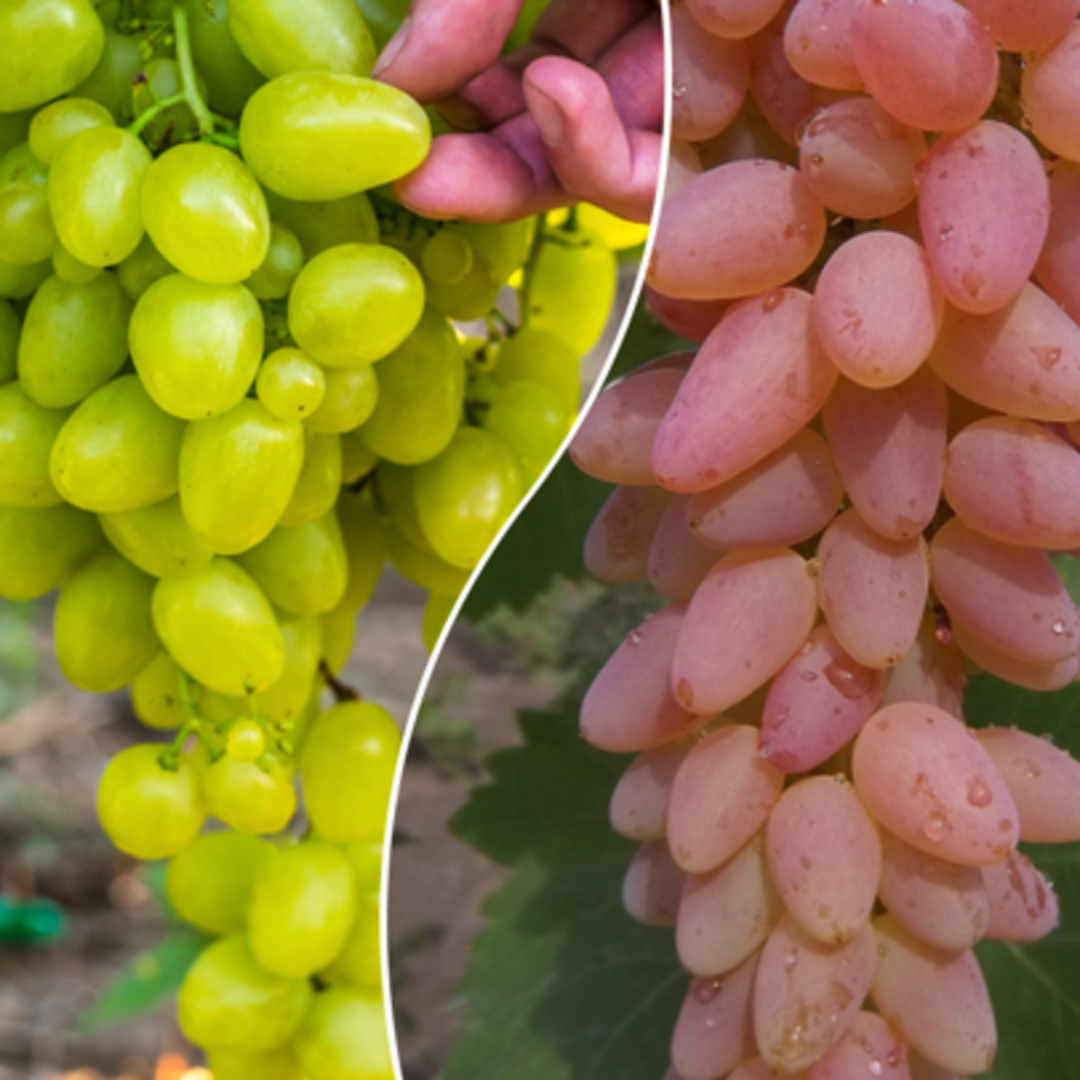 Комплект винограда Ассорти из 2 сортов / Аркадия и кишмиш Лучистый