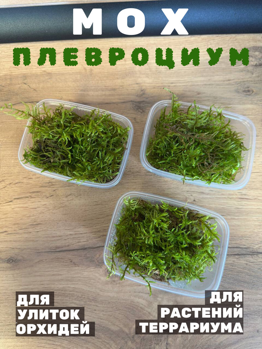 Мох плевроциум лесной свежий 750 мл