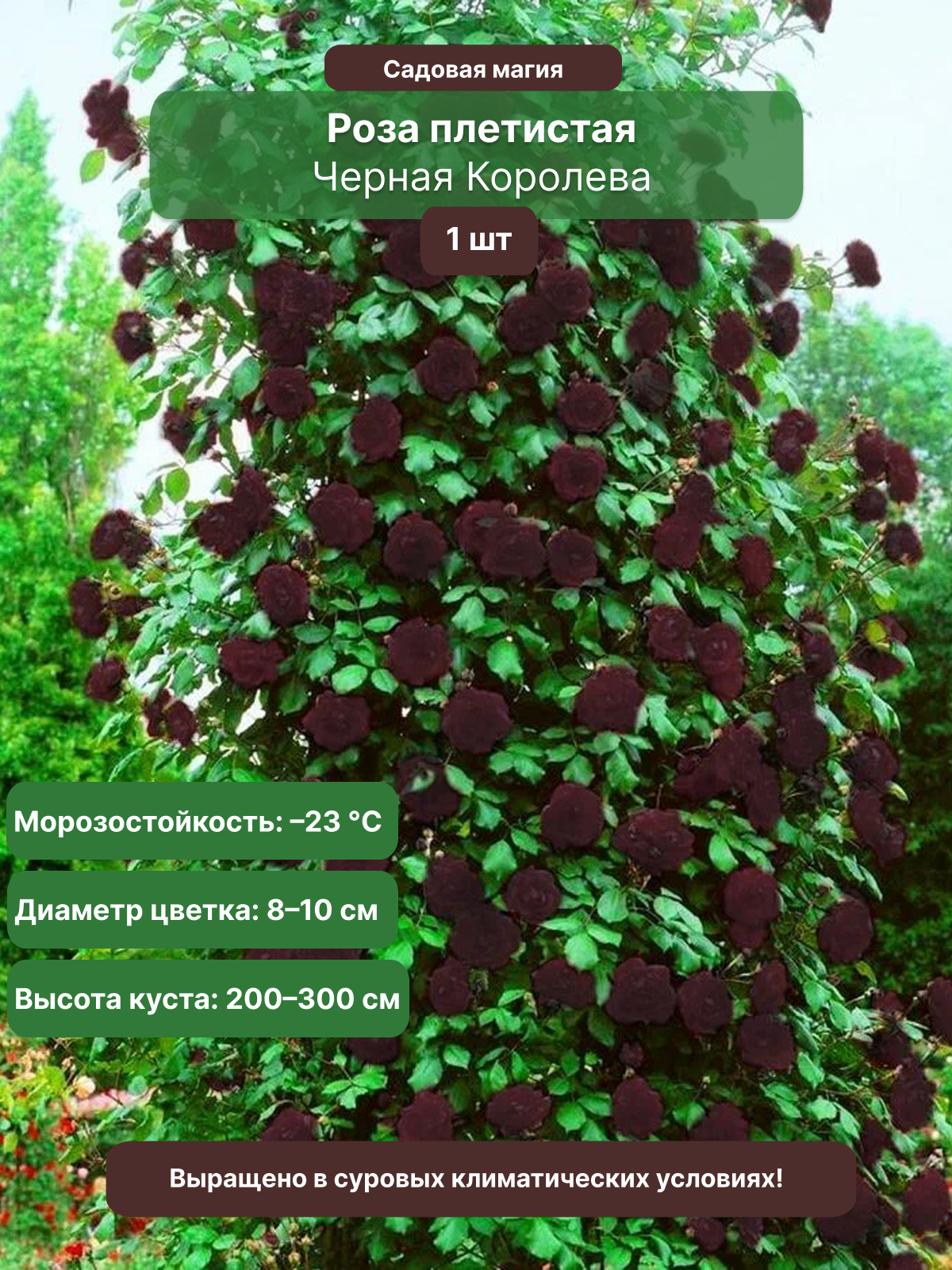 Роза плетистая Черная королева , 1 саж, многолетняя , красная