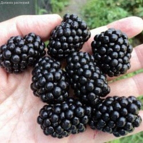 Ежевика бесшипная Торнфри (1 саженец в горшке 15-20 см)