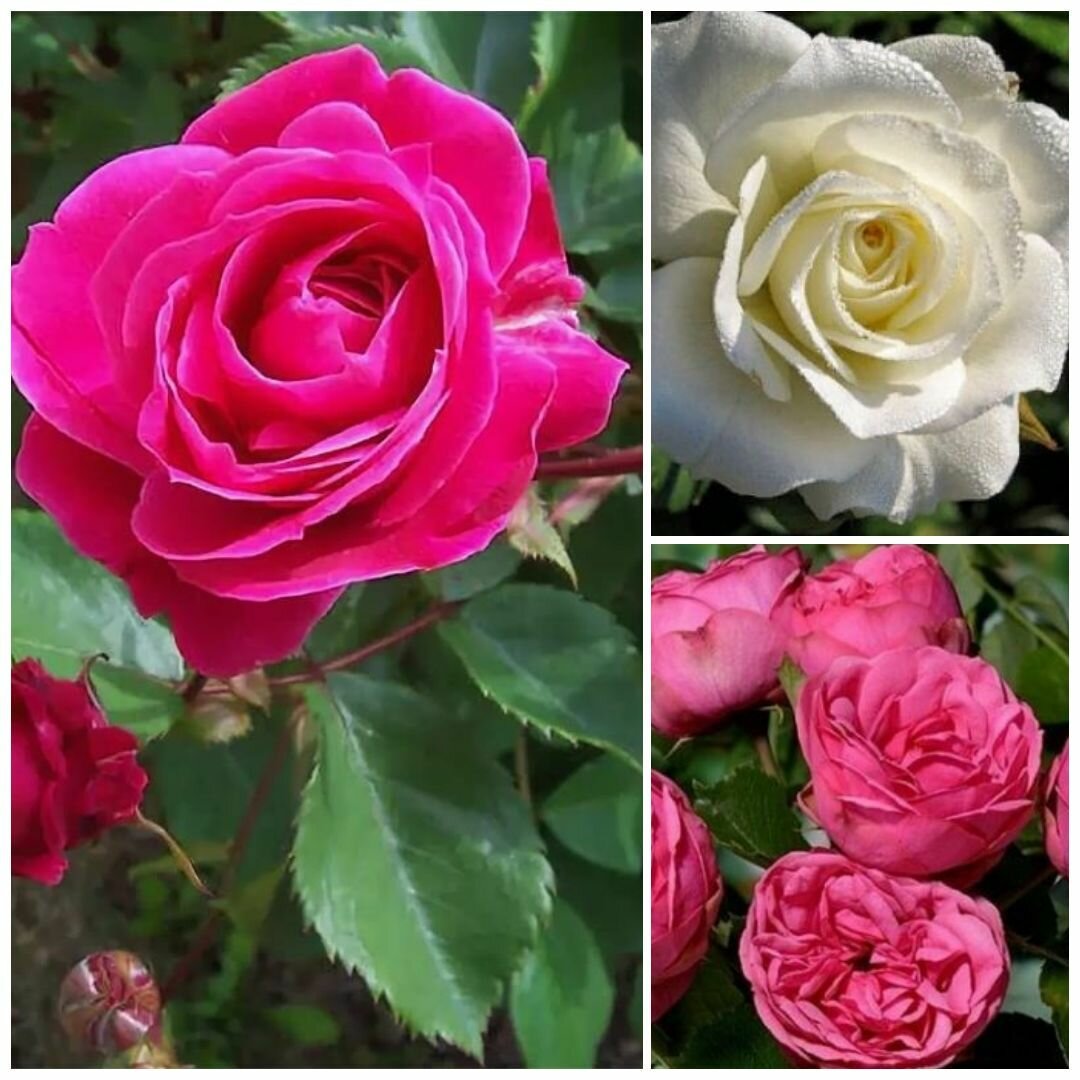 Комплект чайно-гибридных роз Ботеро 3 шт