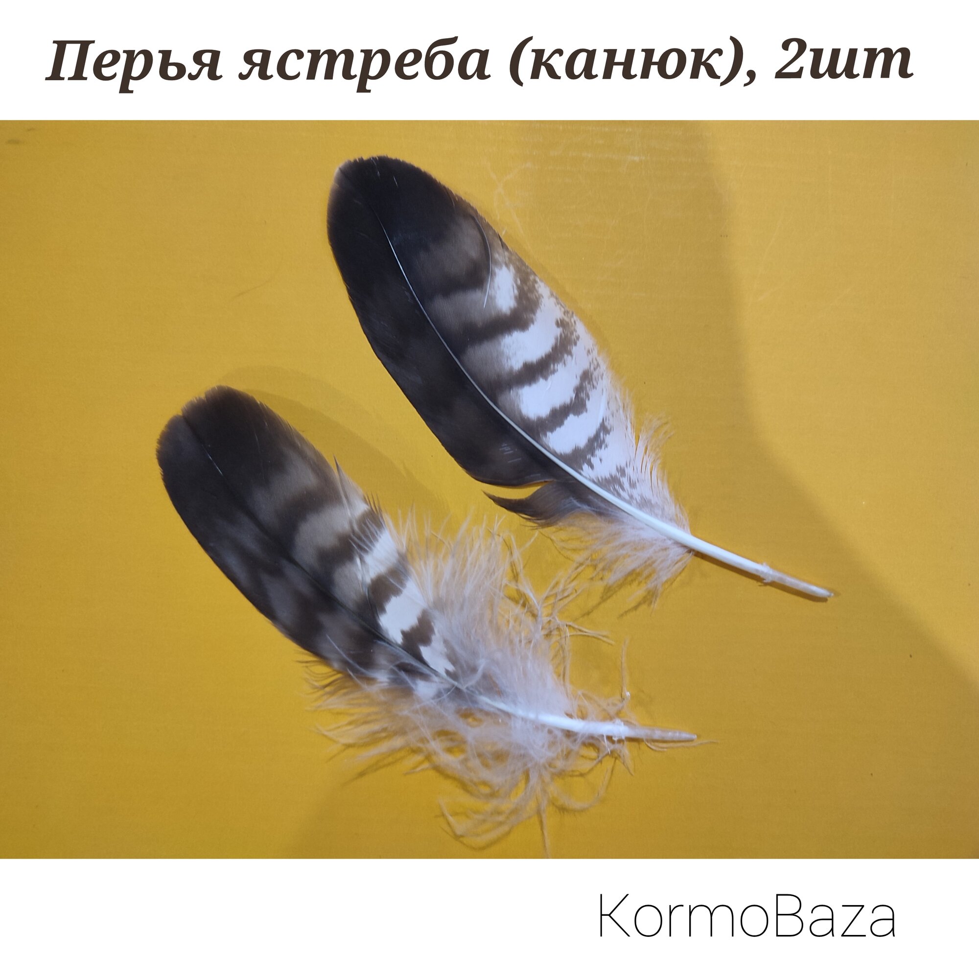 Перо ястреба (канюк), 2шт. Натуральные перья
