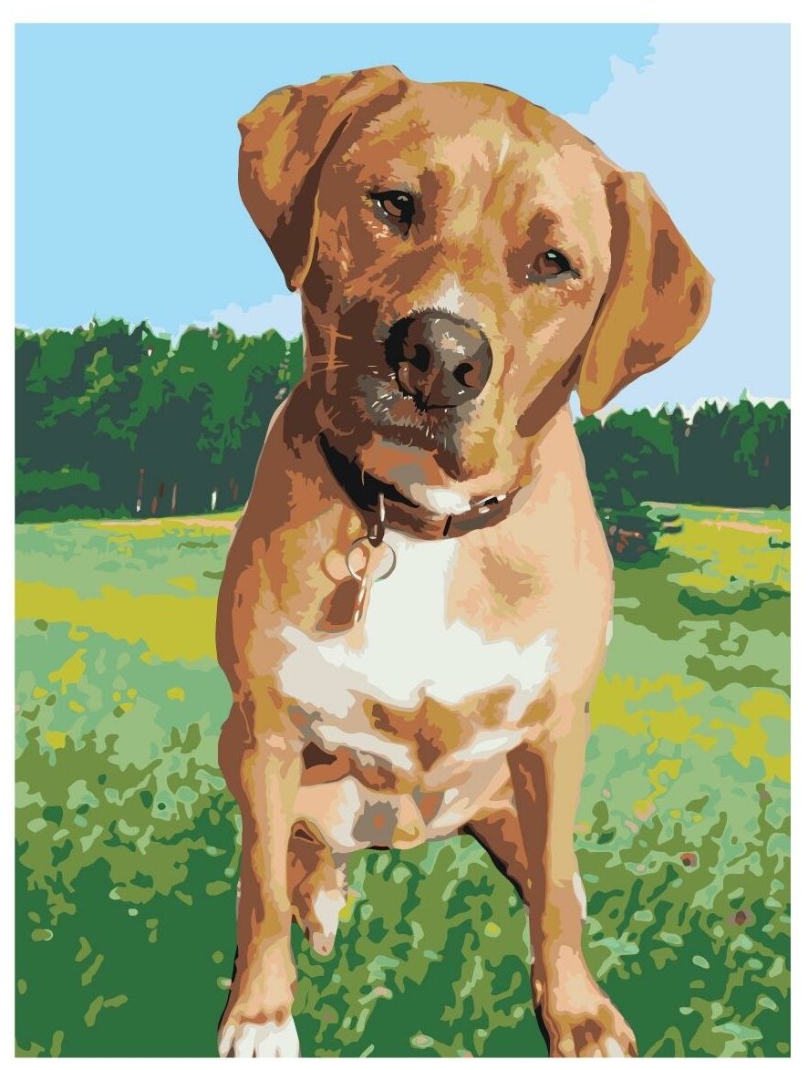 Картина по номерам, "Живопись по номерам", 36 x 48, ets357-3040, пёс, трава, игра, веселье, лабрадор, породистый