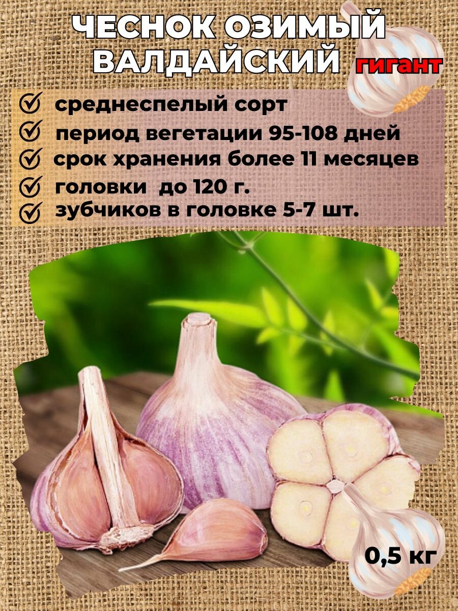 Чеснок озимый на посадку Валдайский 0,5 кг