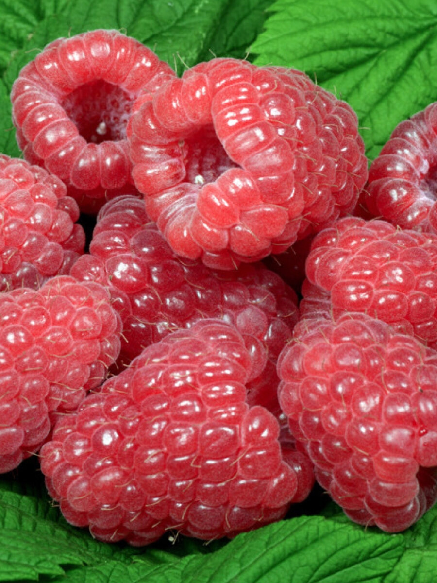 Малина крупноплодная Маросейка 2 шт / среднеспелый, морозостойкий сорт