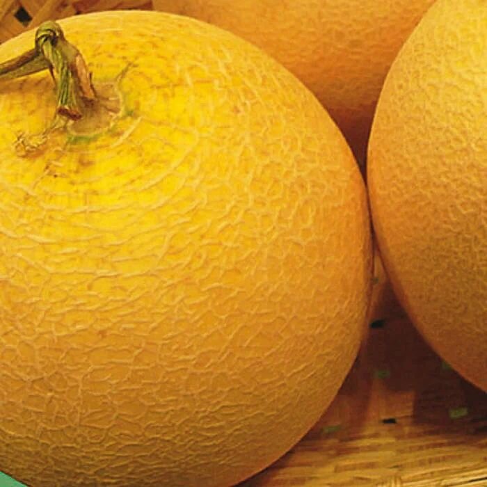 Коллекционные семена дыни Золотистая