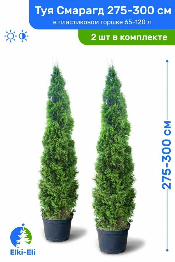 Туя западная Смарагд 275-300 см в пластиковом горшке 60-120 л, саженец, хвойное живое растение, комплект из 2 шт