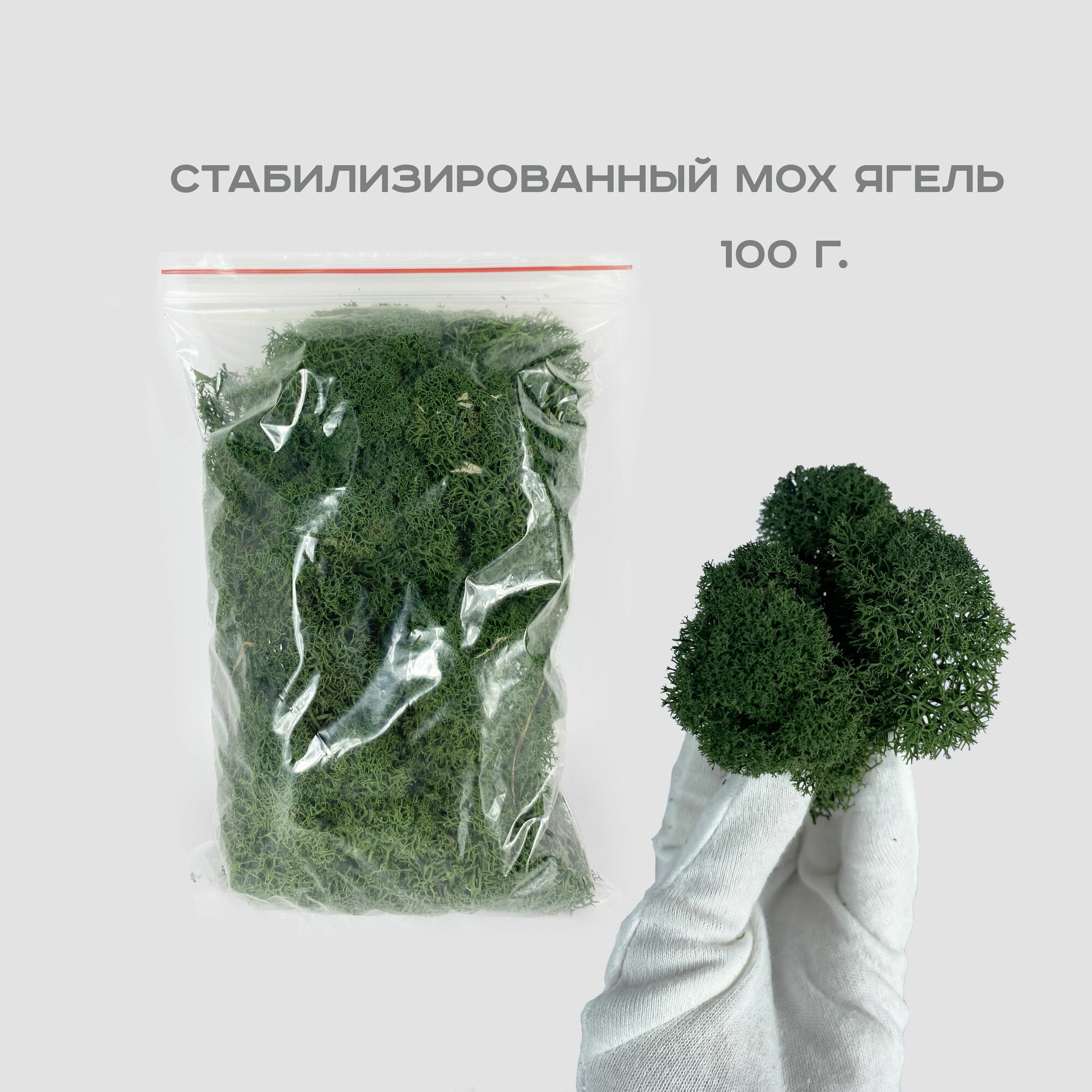Стабилизированный мох ягель для декора, 100г, тёмно-зелёный Дарк
