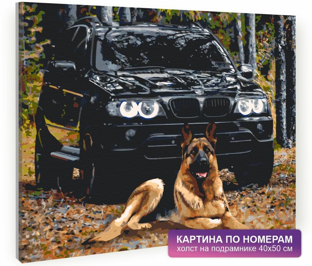 Картина по номерам на холсте с подрамником 40х50 см. Природа, животные, рыбы, птицы. Собаки, щенки. "Немецкая овчарка, BMW", арт. 4040/