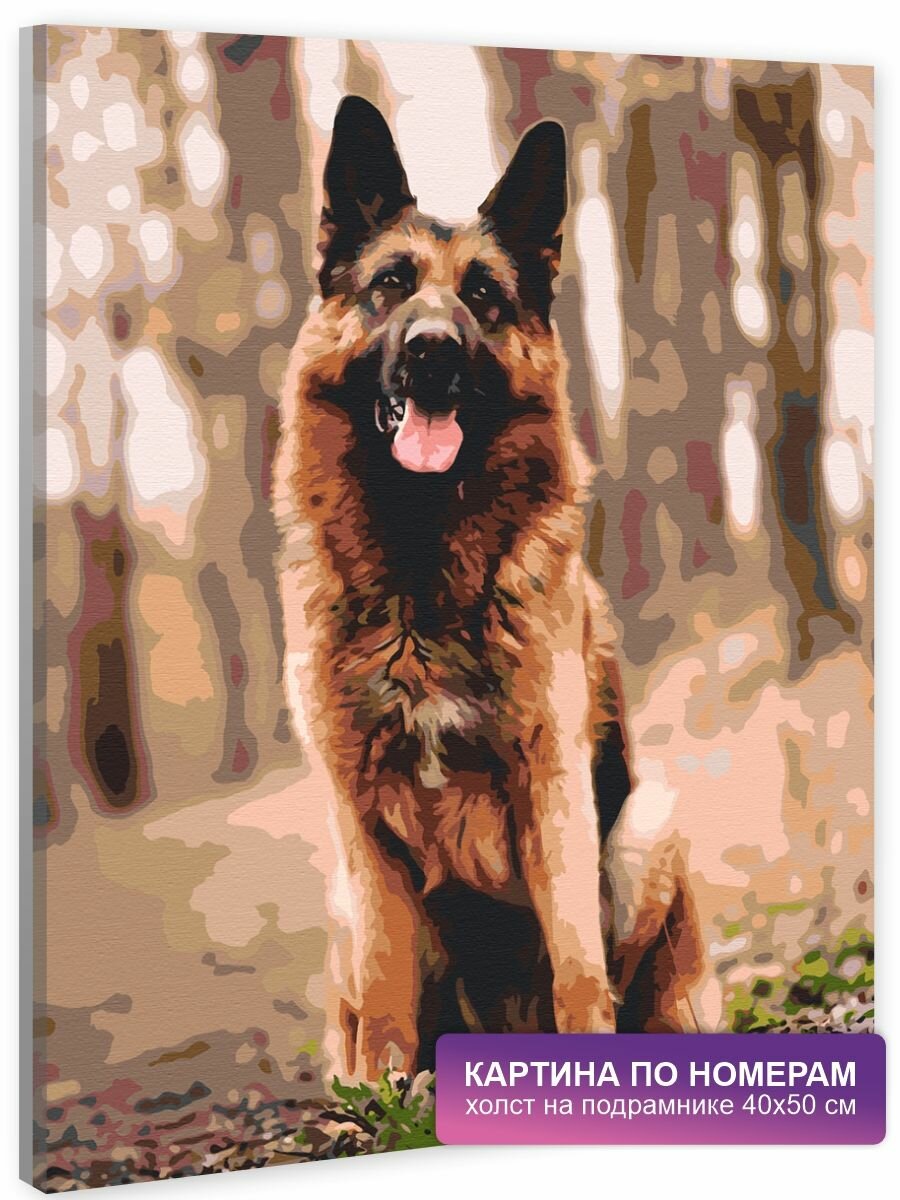 Картина по номерам на холсте с подрамником 40х50 см. Природа, животные, рыбы, птицы. Собаки, щенки. "Немецкая овчарка", арт. 4027/