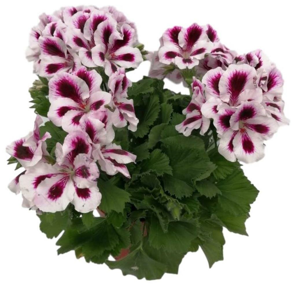 Растение Пеларгония крупноцветковая 25 см в ассортименте