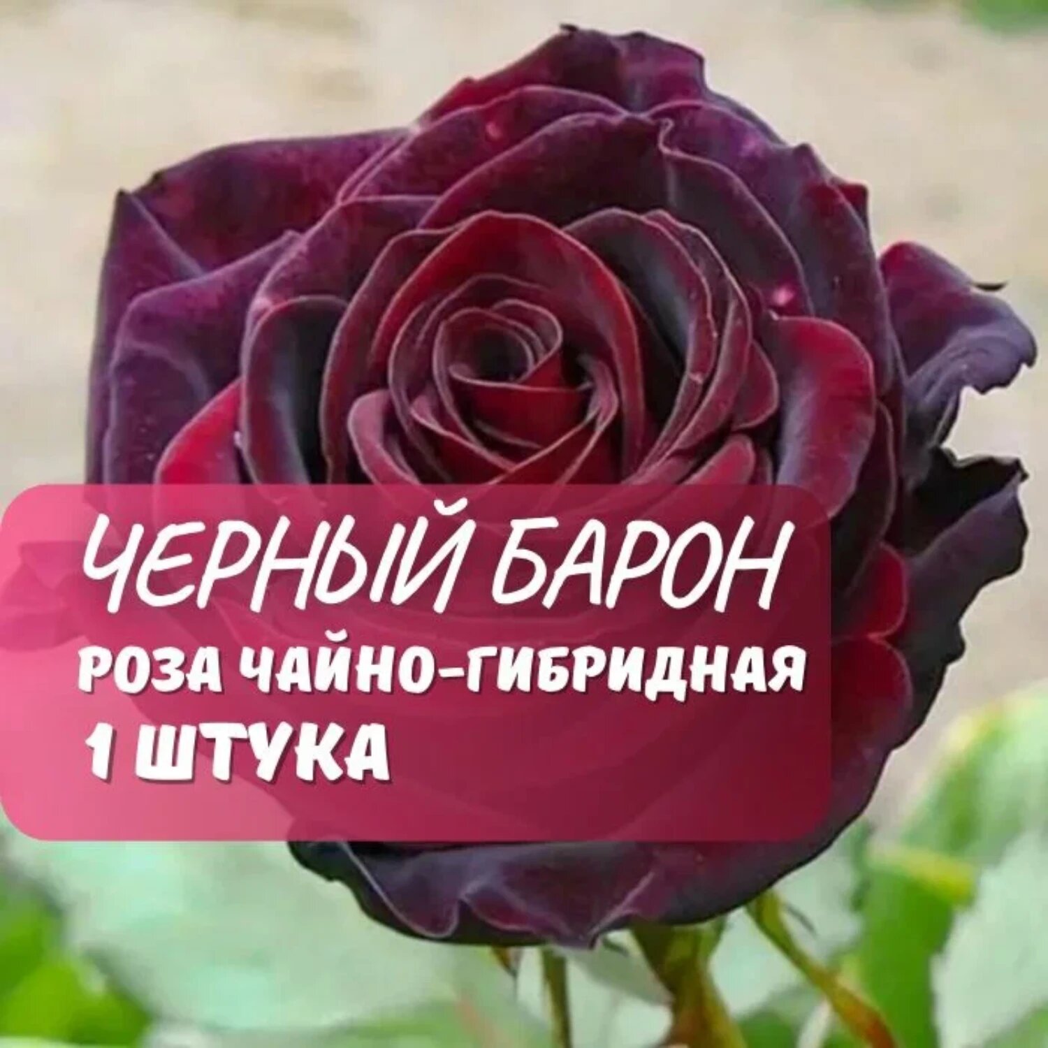 Роза чайно-гибридная "Черный Барон", 1 саж , многолетняя , 30-50 см, коричнево-красная