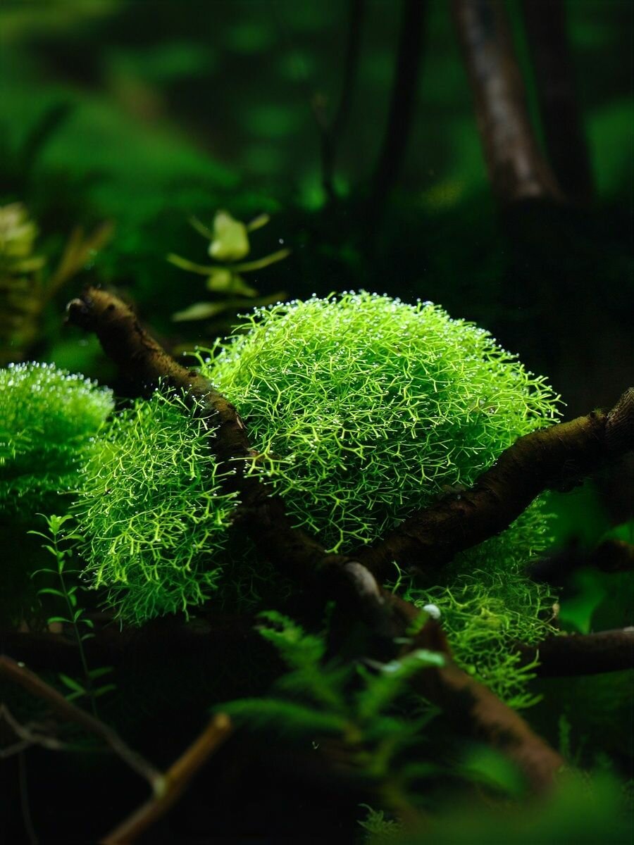 Мох риччия плавающая живое аквариумное растение