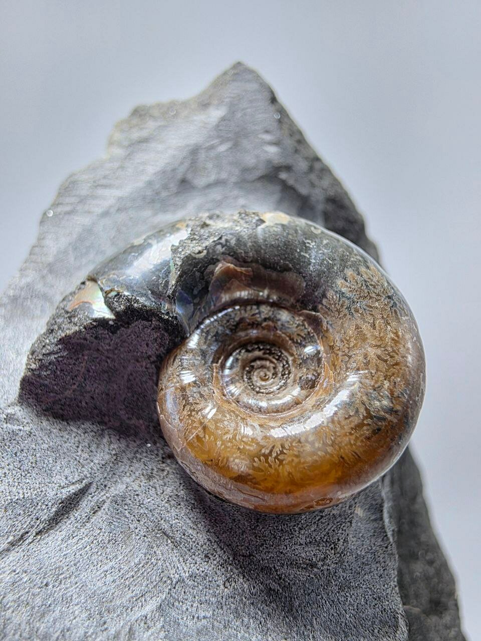 Аммонит перламутровый в породе 85 мм, 168 г.