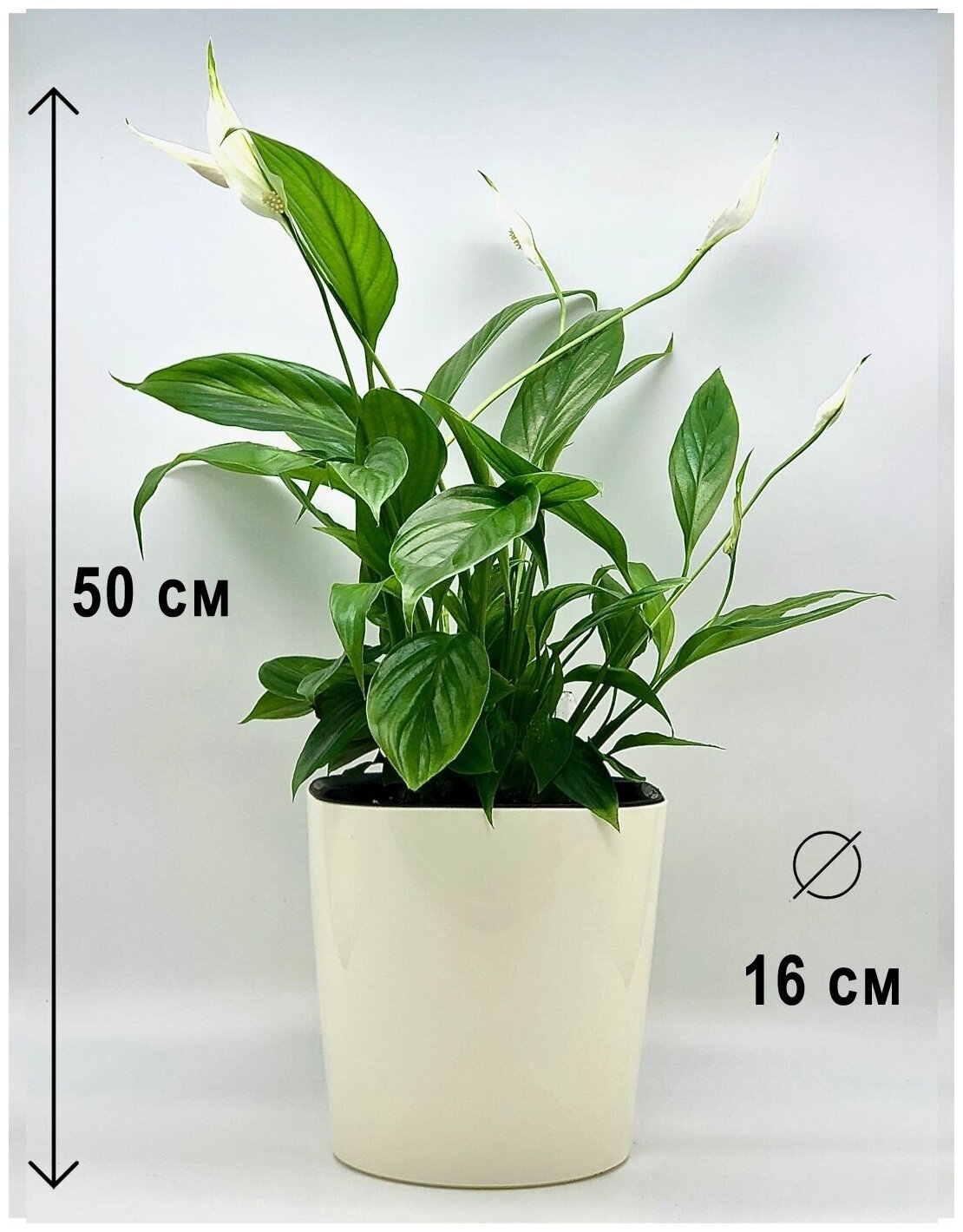 Спатифиллум в кремовом пластиковом кашпо с автополивом, высота композиции 40-50см