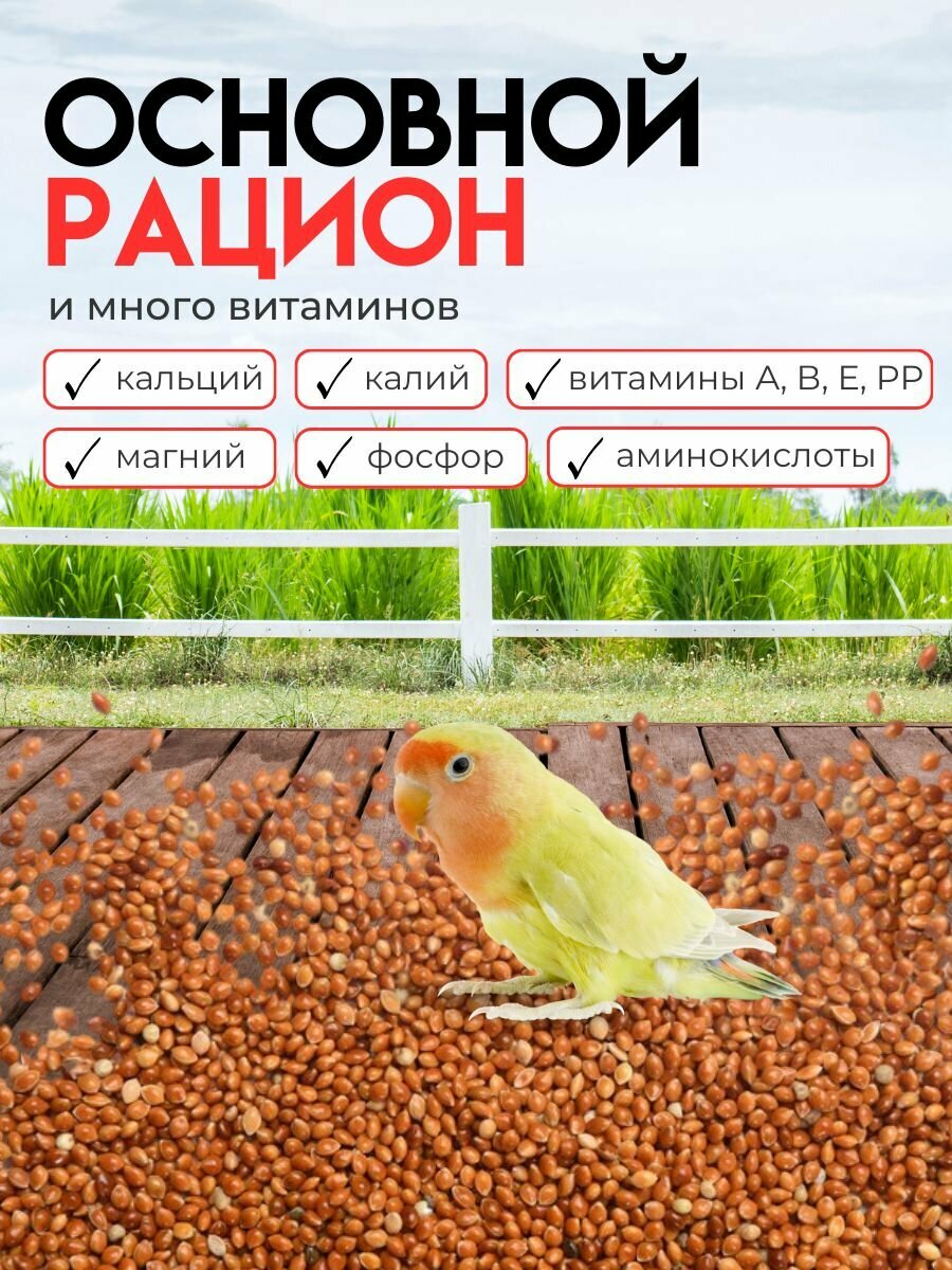 Корм просо красное для птиц и грызунов 2,5 кг