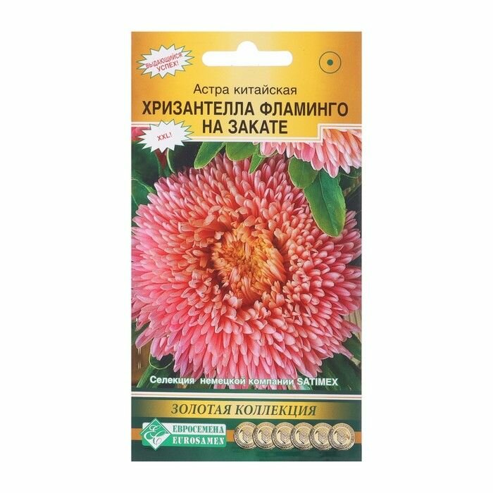 Семена цветов астра китайская Хризантелла Фламинго на Закате , 5 шт.