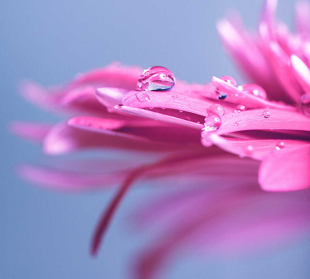 Фотообои Divino Decor "Роса на гербере" D-080 300*270 фактура полосы