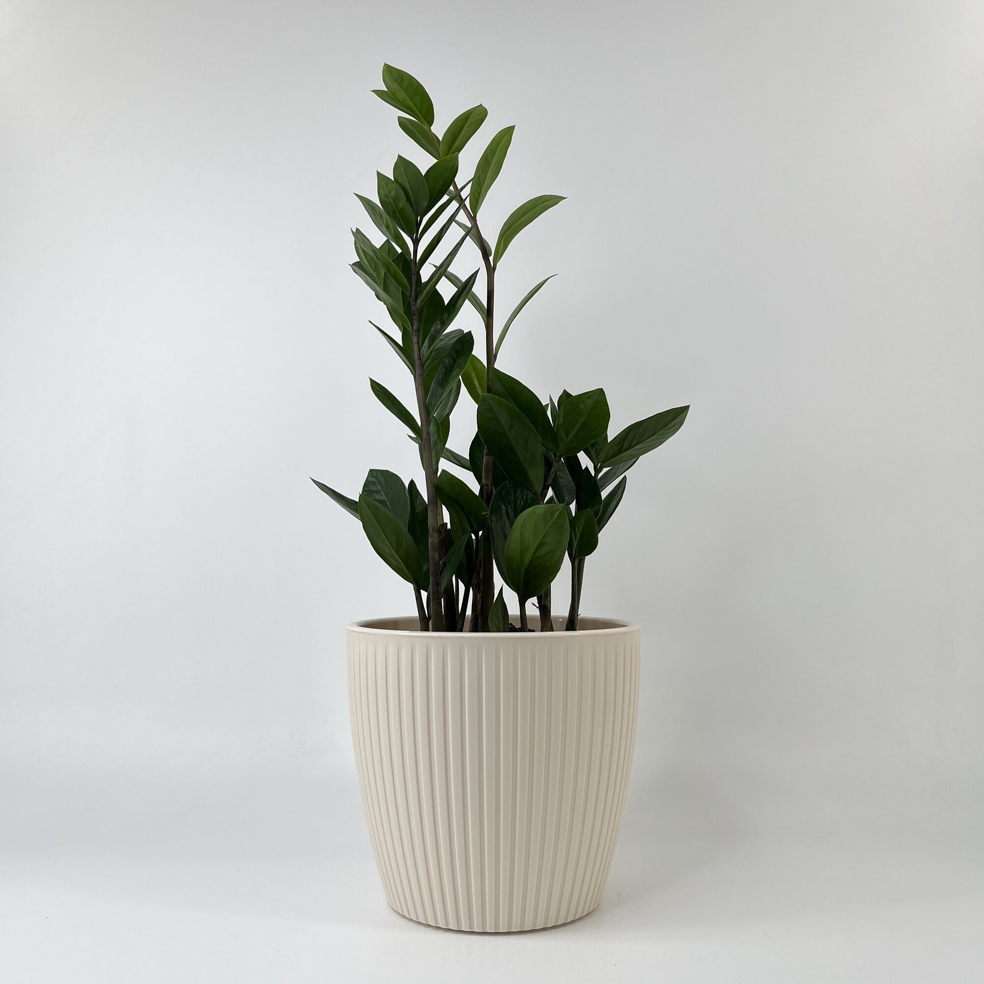 Растение Замиокулькас высотой 35-45 см с бежевым пластиковым горшком ЭВИ