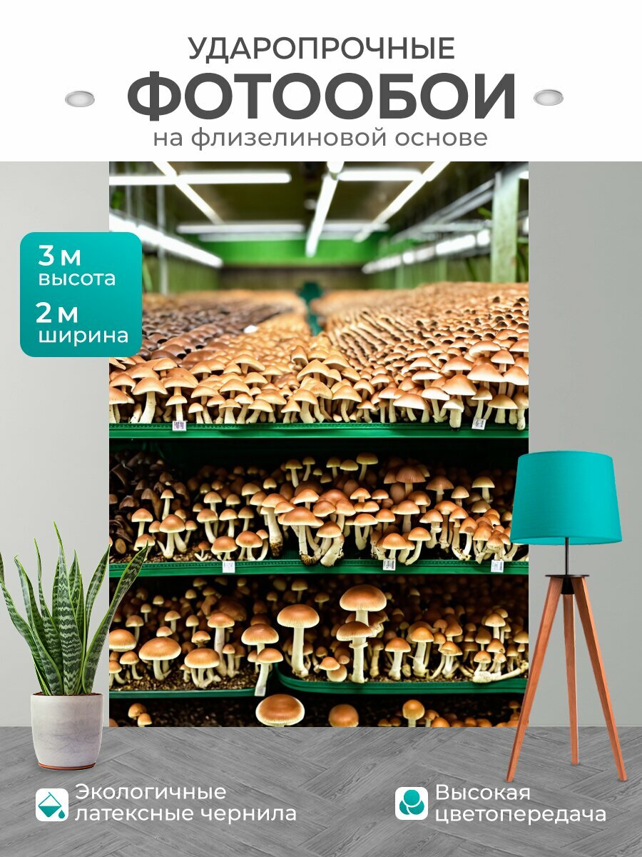 Фотообои моющиеся ударопрочные "Грибы заготовки: грибная ферма с различными сортами грибов, растущими на полках, влажный воздух и зелень" 200x300 см. флизелиновые на стену
